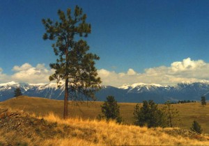 Wycliffe Wildlife Corridor – The Land Conservancy of BC